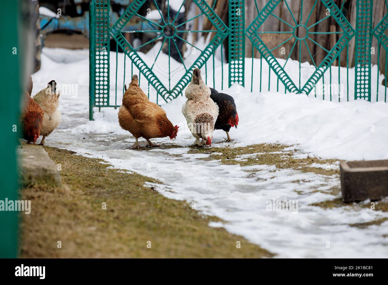 Chicken farm. Rural chicken farm stable with lots of chickens walking ...