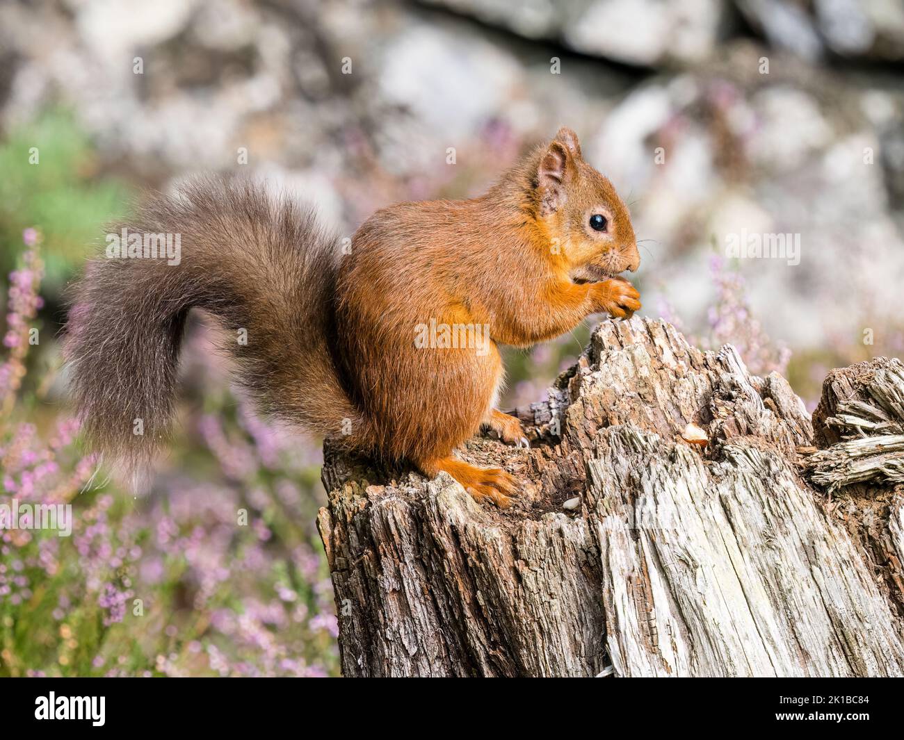 The native red squirrel in Scottish woodlands Stock Photo - Alamy