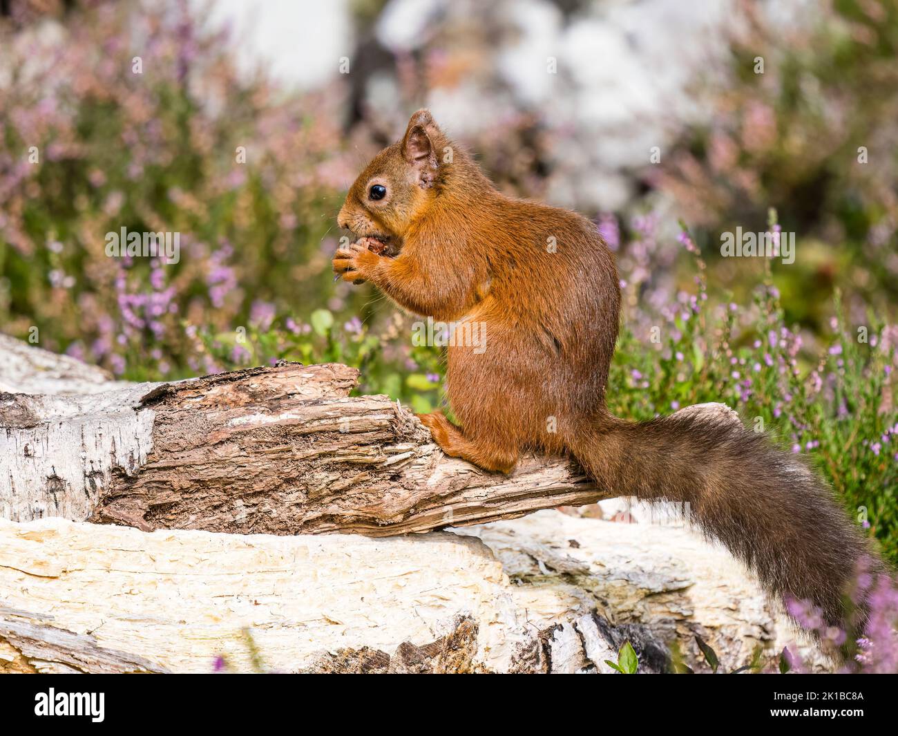 The native red squirrel in Scottish woodlands Stock Photo - Alamy
