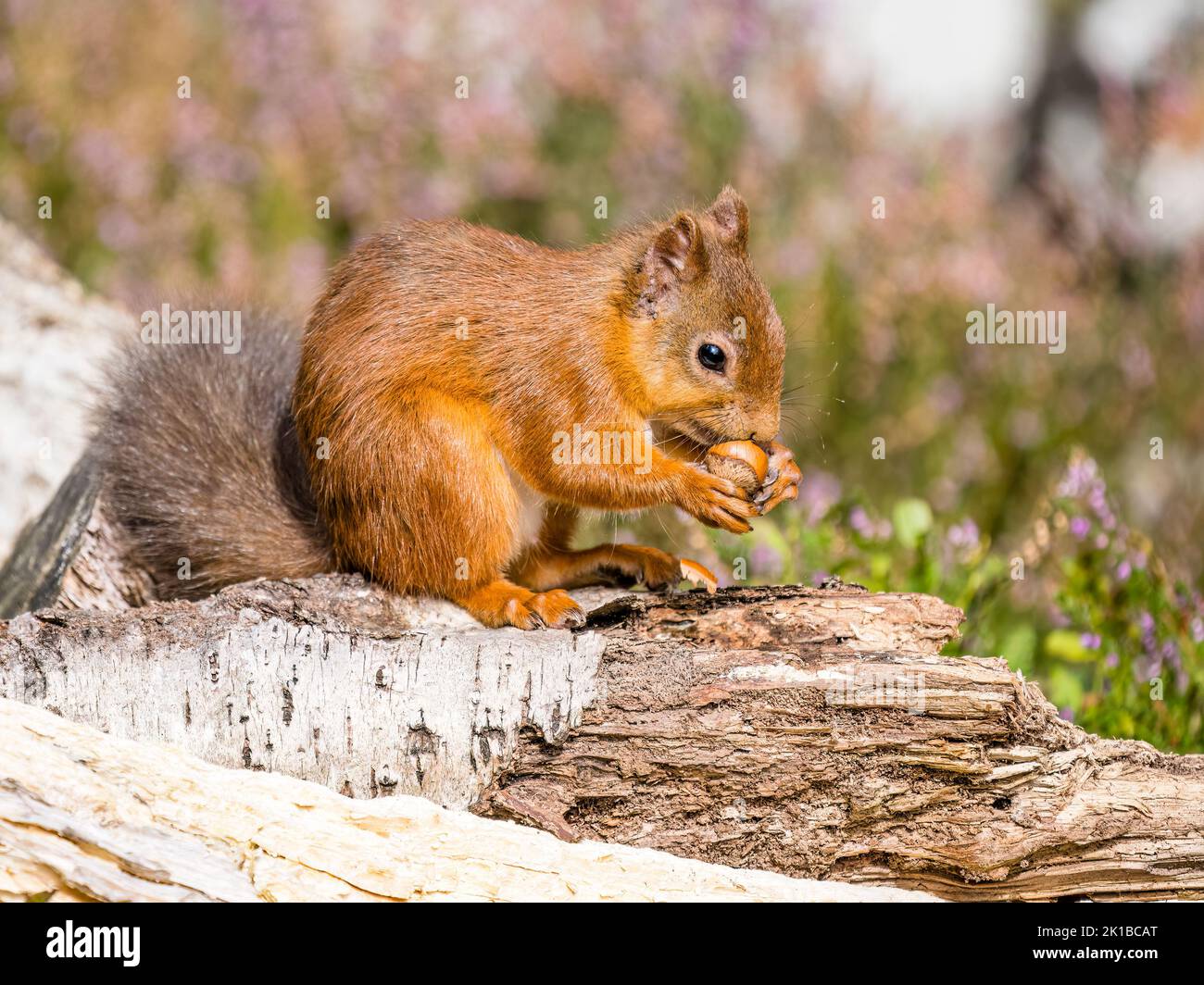 The native red squirrel in Scottish woodlands Stock Photo - Alamy