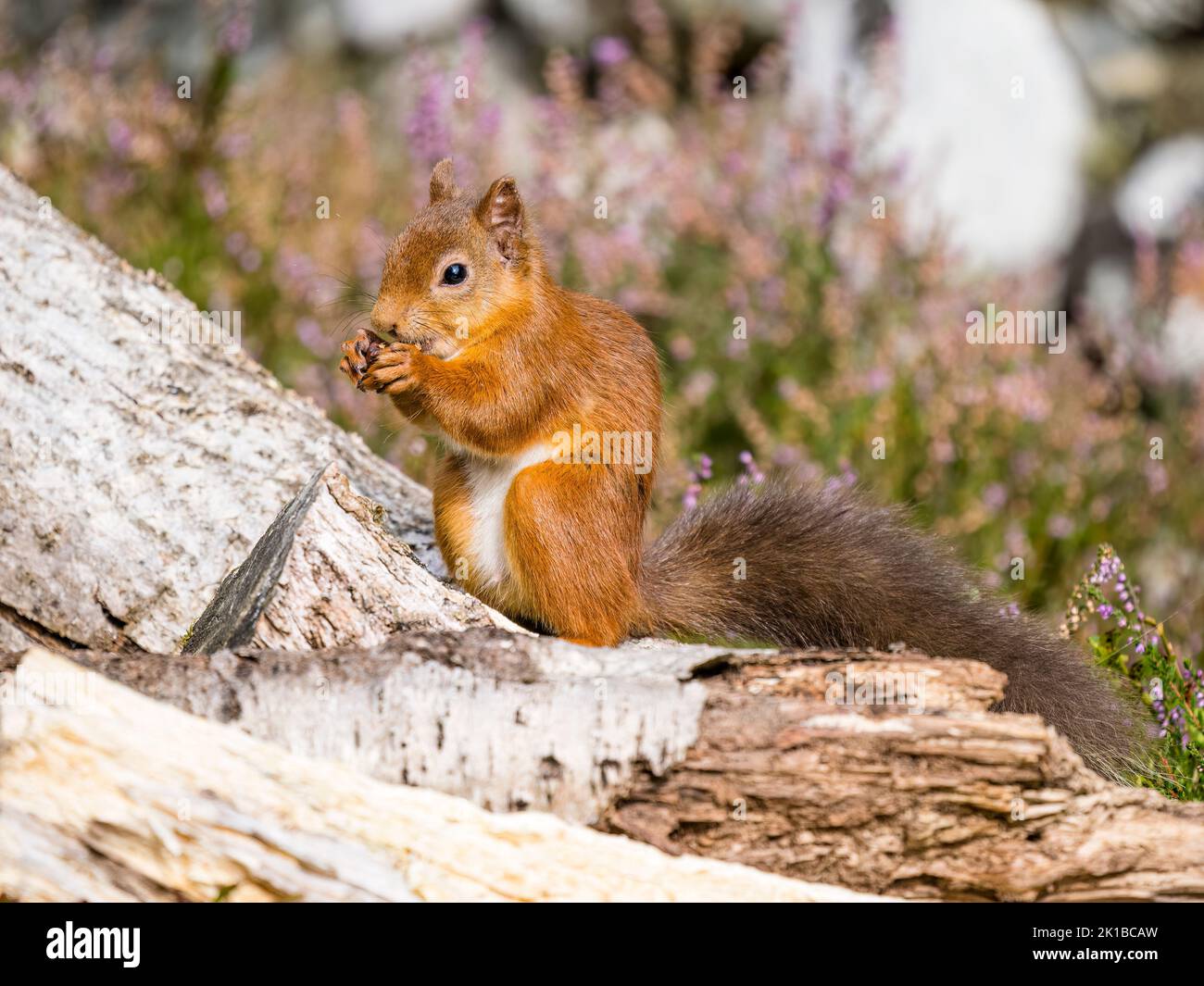 The native red squirrel in Scottish woodlands Stock Photo - Alamy
