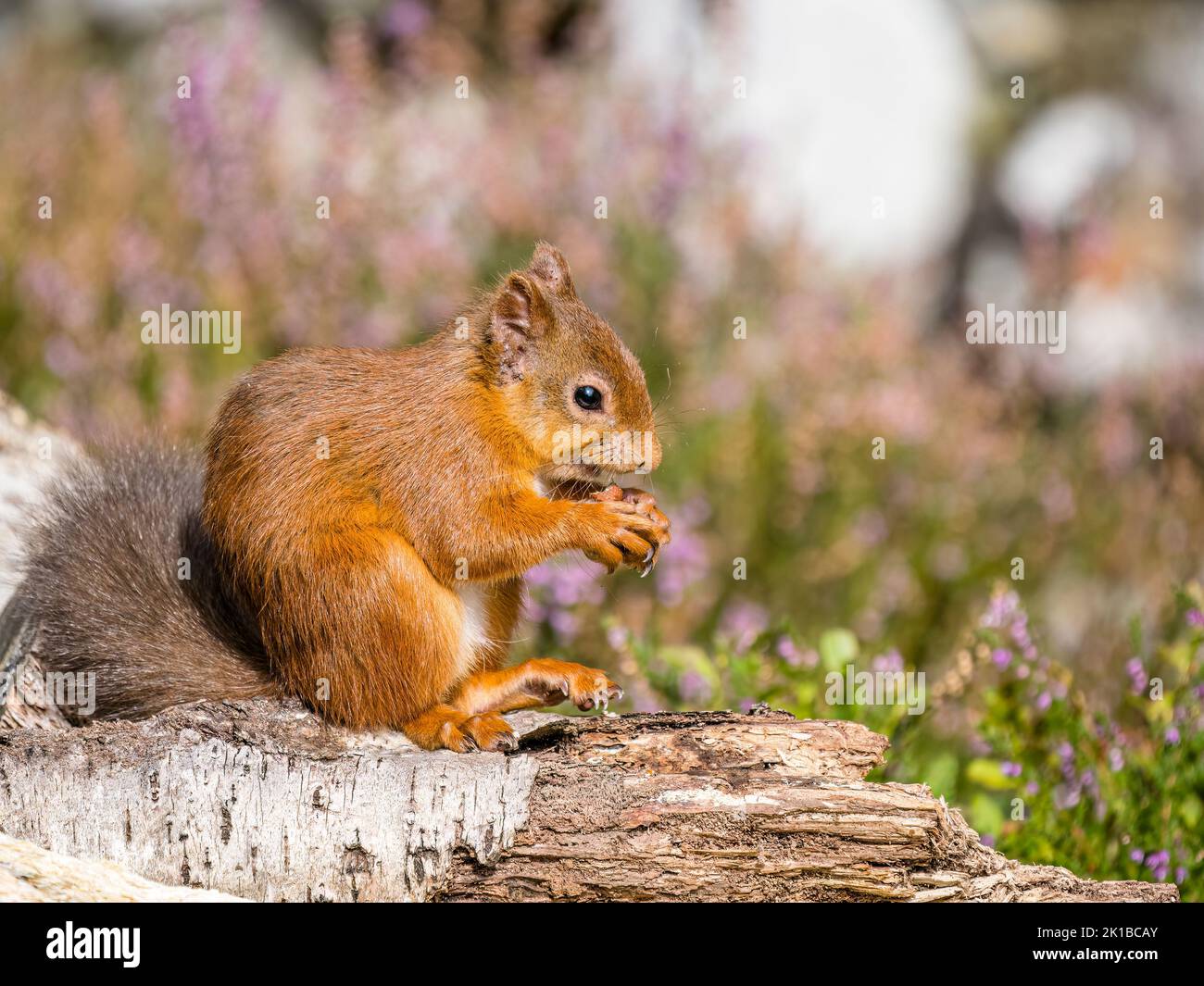 The native red squirrel in Scottish woodlands Stock Photo - Alamy