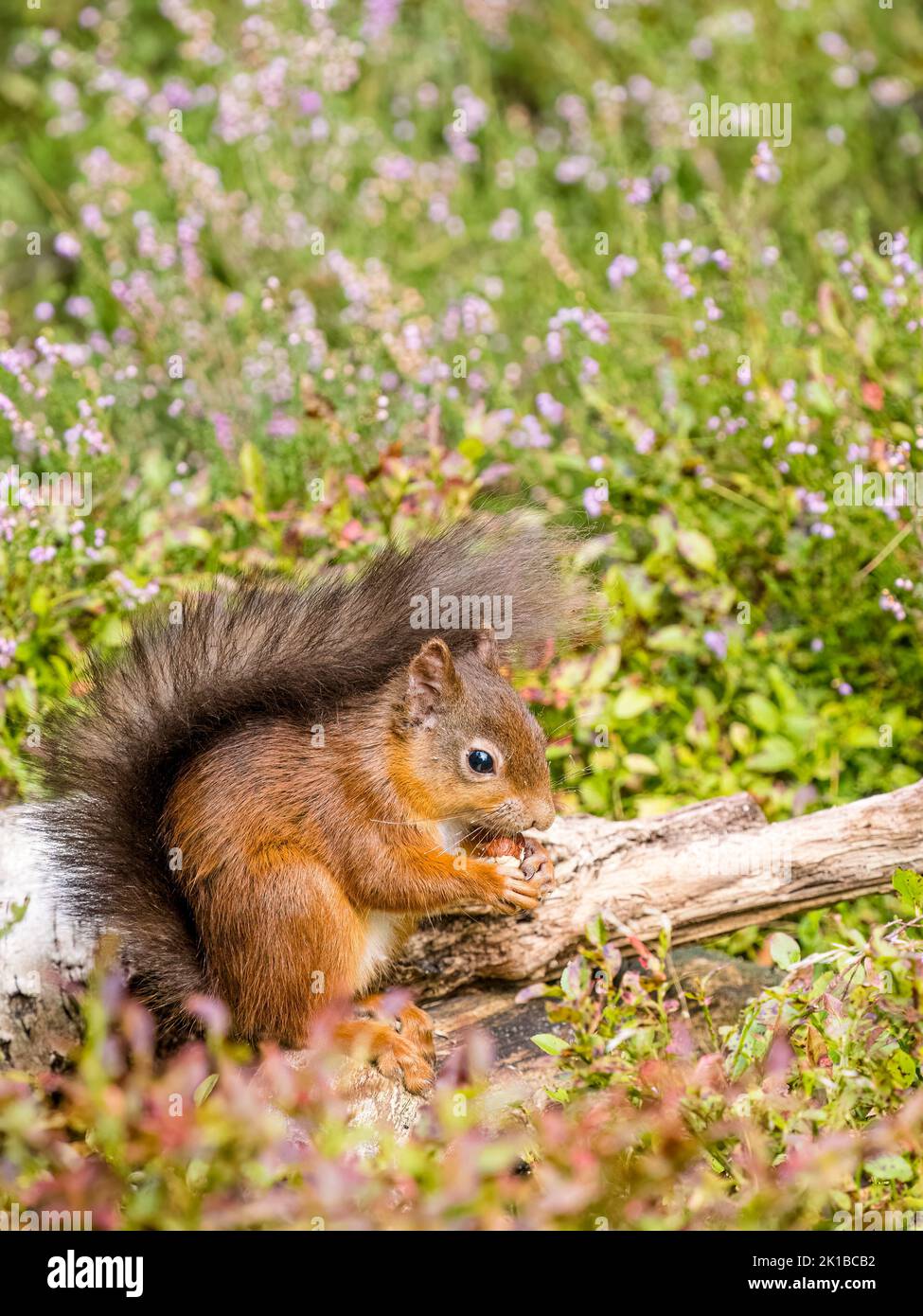 The native red squirrel in Scottish woodlands Stock Photo - Alamy