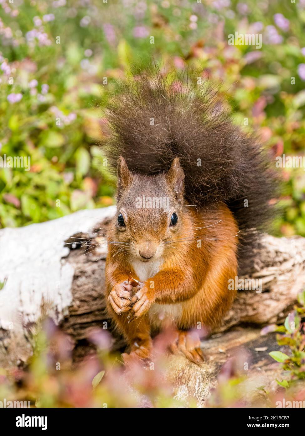 The native red squirrel in Scottish woodlands Stock Photo - Alamy