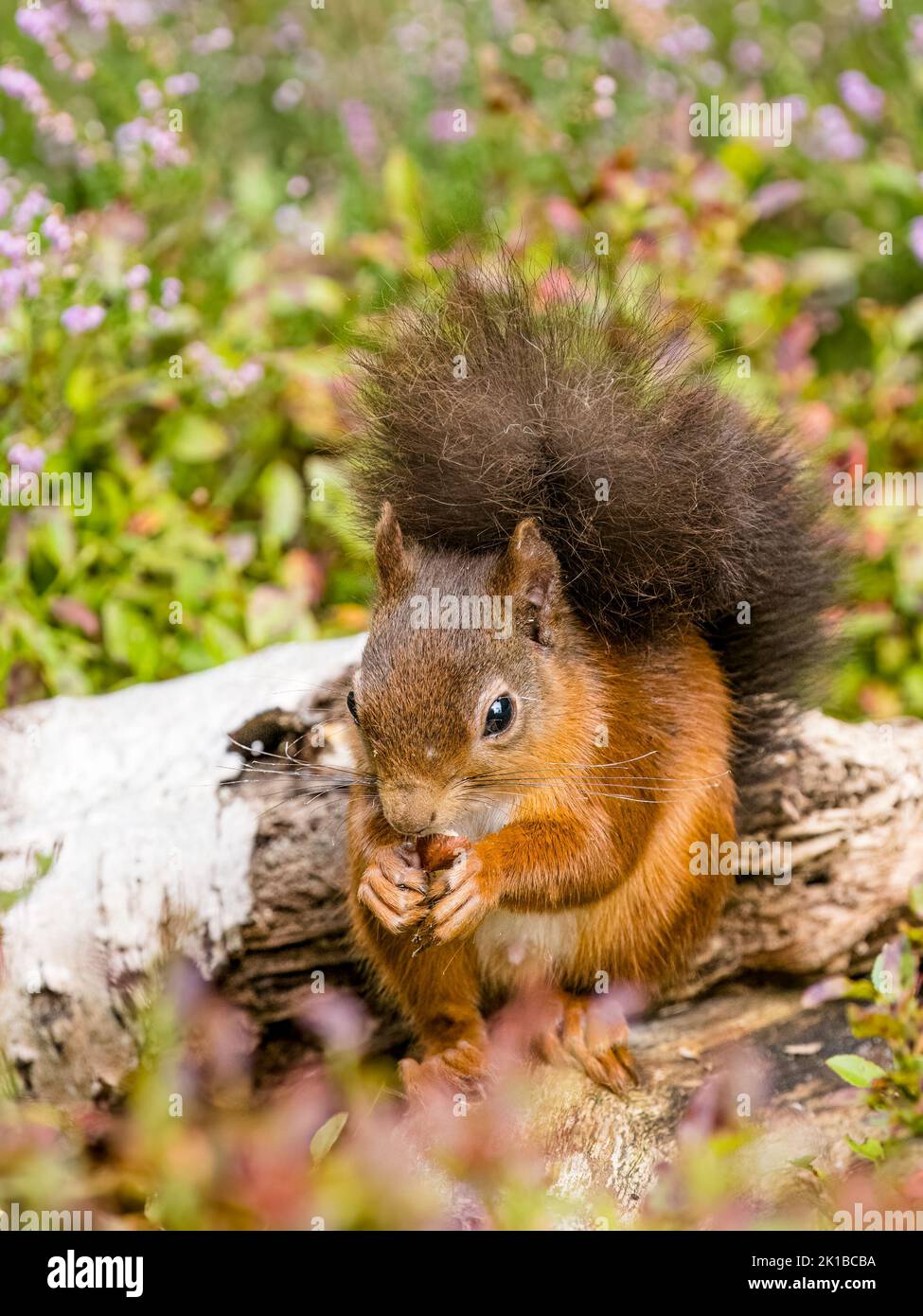 The native red squirrel in Scottish woodlands Stock Photo - Alamy