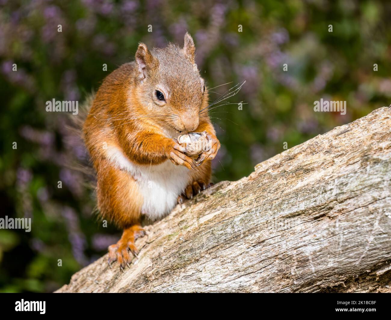 The native red squirrel in Scottish woodlands Stock Photo - Alamy