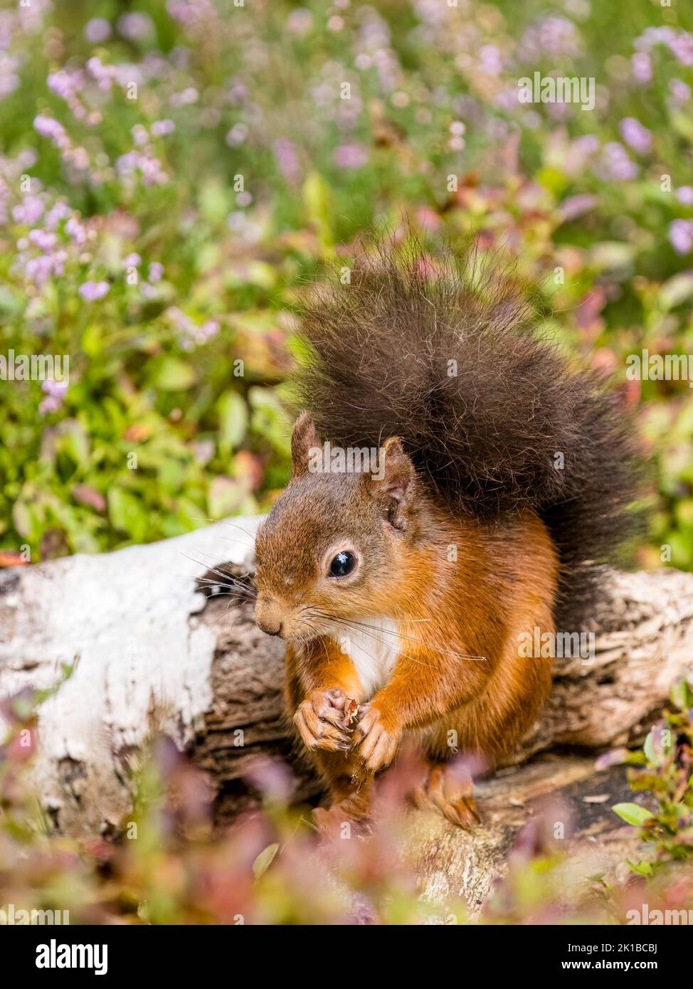 The native red squirrel in Scottish woodlands Stock Photo - Alamy
