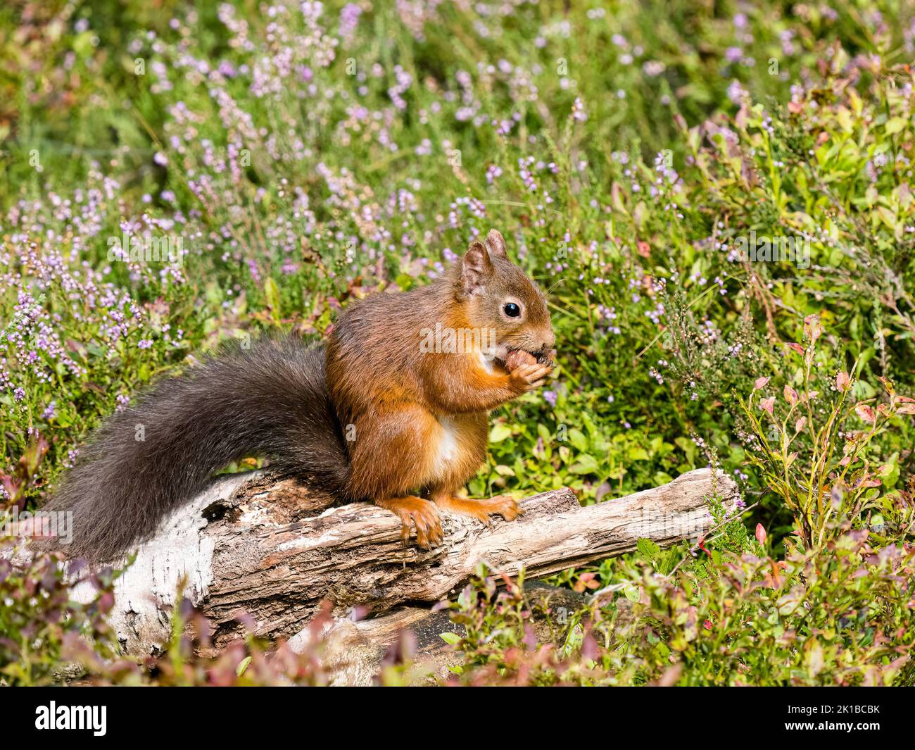 The native red squirrel in Scottish woodlands Stock Photo - Alamy