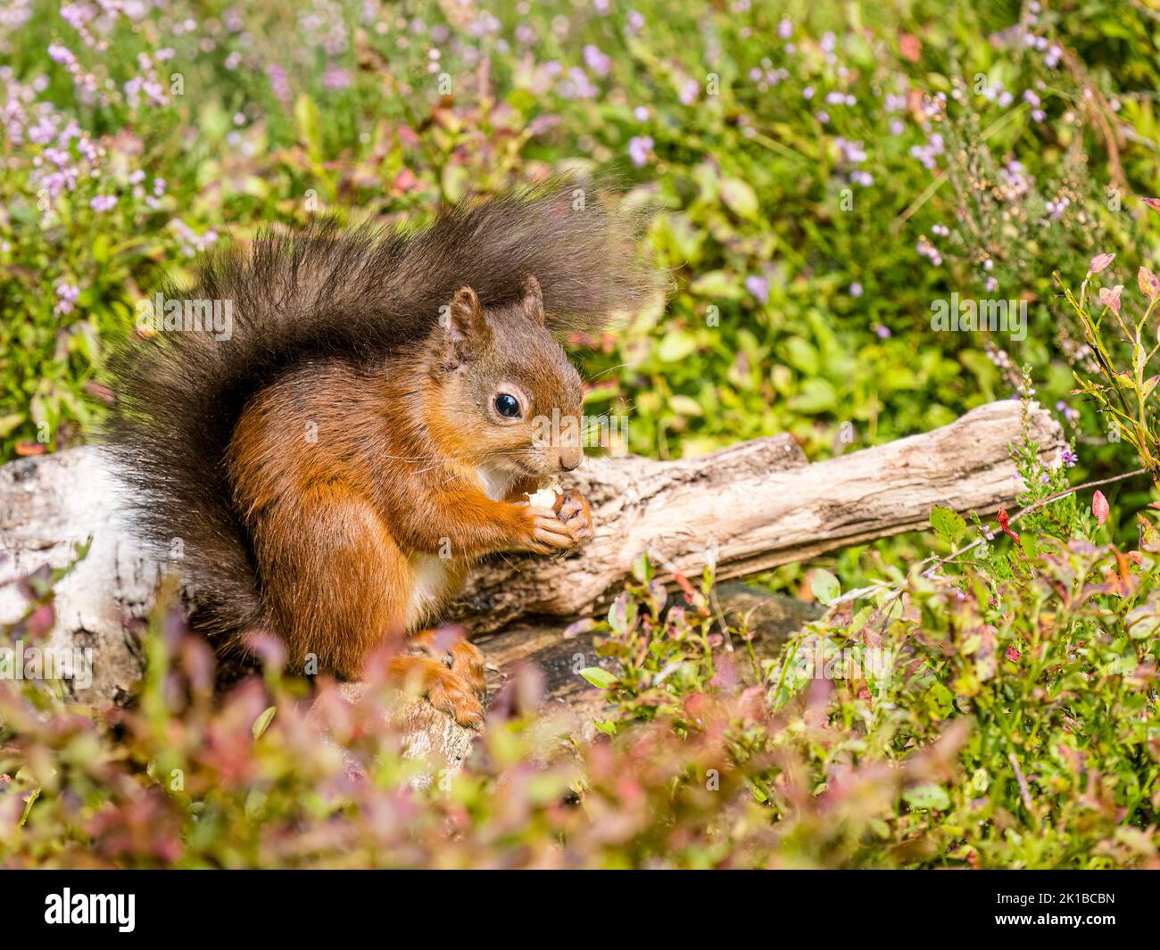 The native red squirrel in Scottish woodlands Stock Photo - Alamy