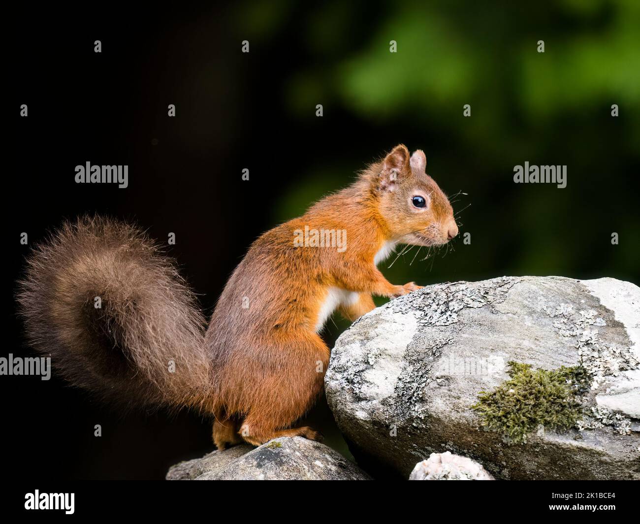 The native red squirrel in Scottish woodlands Stock Photo - Alamy