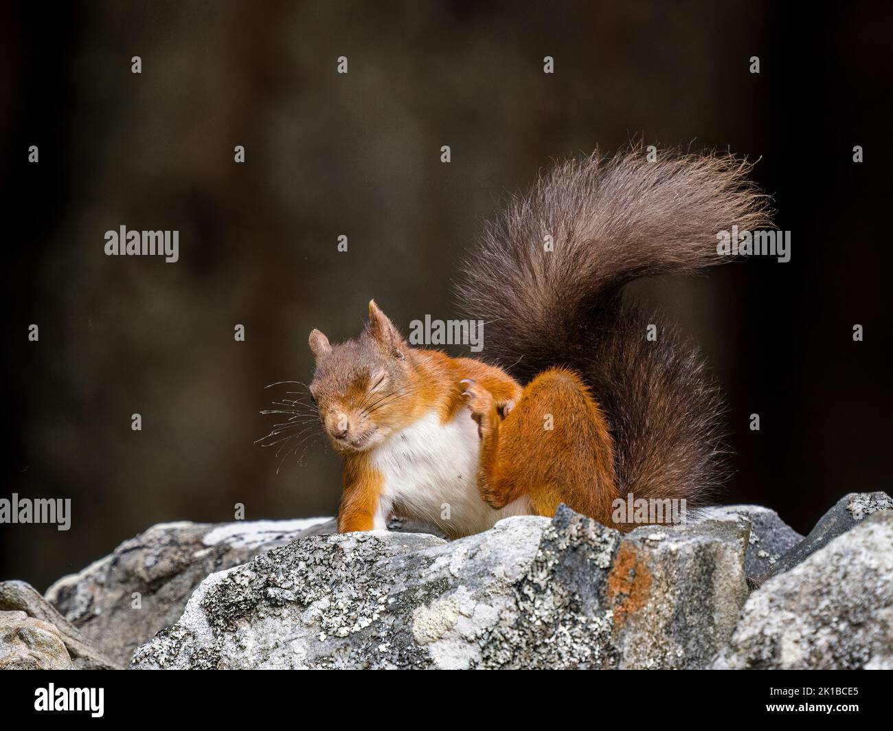 The native red squirrel in Scottish woodlands Stock Photo - Alamy