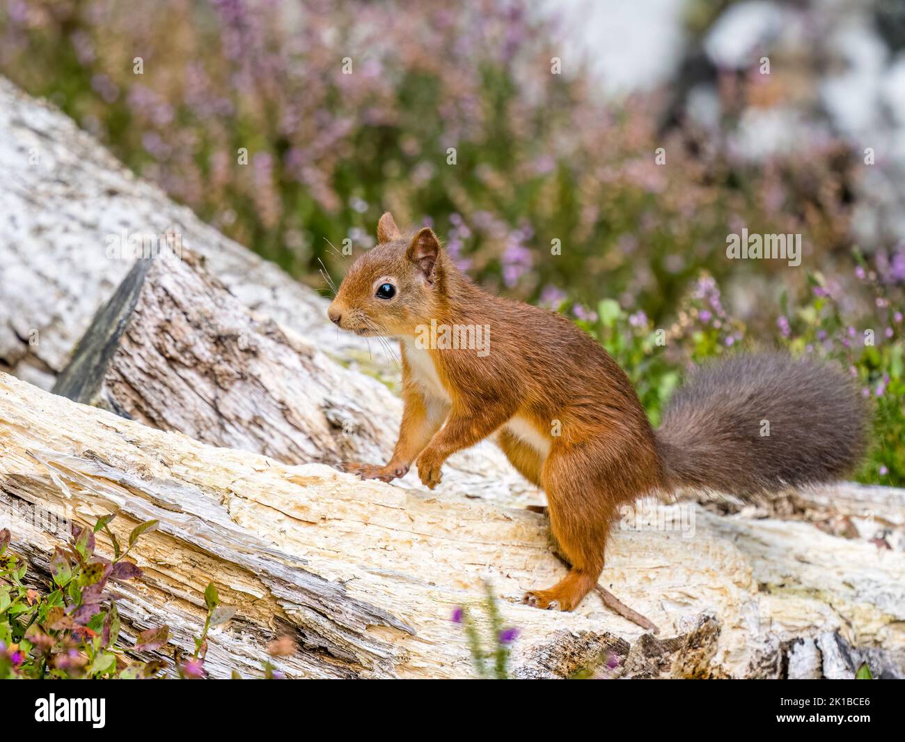 The native red squirrel in Scottish woodlands Stock Photo - Alamy