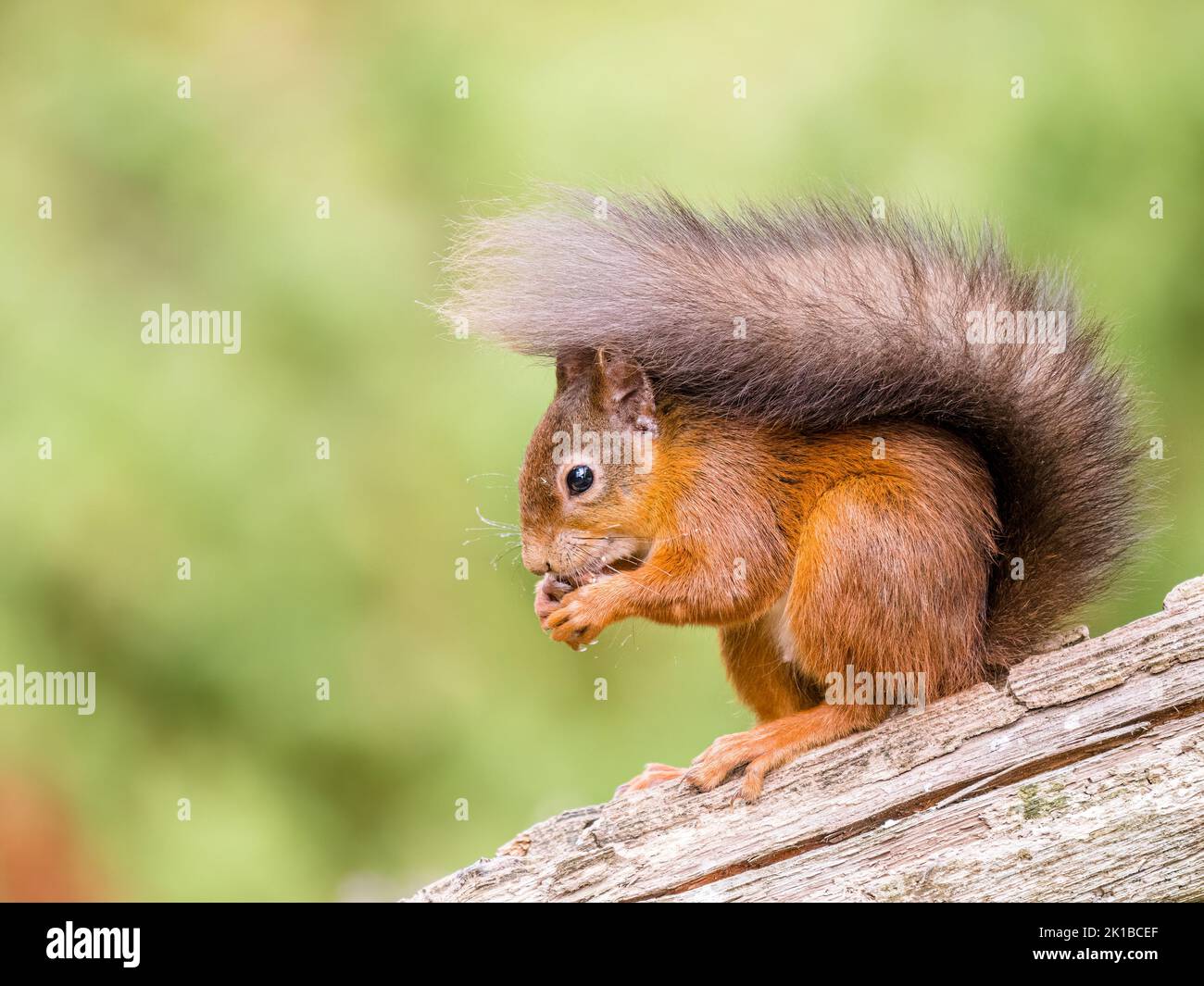 The native red squirrel in Scottish woodlands Stock Photo - Alamy