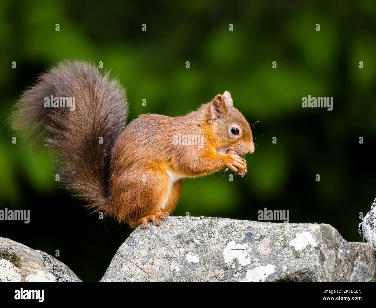 The native red squirrel in Scottish woodlands Stock Photo - Alamy