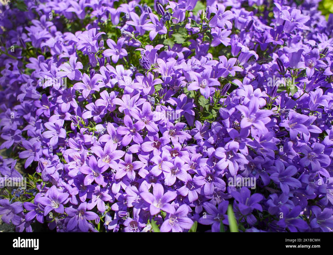 Purple flowers of Dalmatian bellflower or Adria bellflower or Wall ...