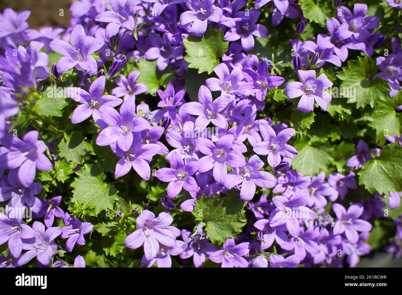 Purple flowers of Dalmatian bellflower or Adria bellflower or Wall ...