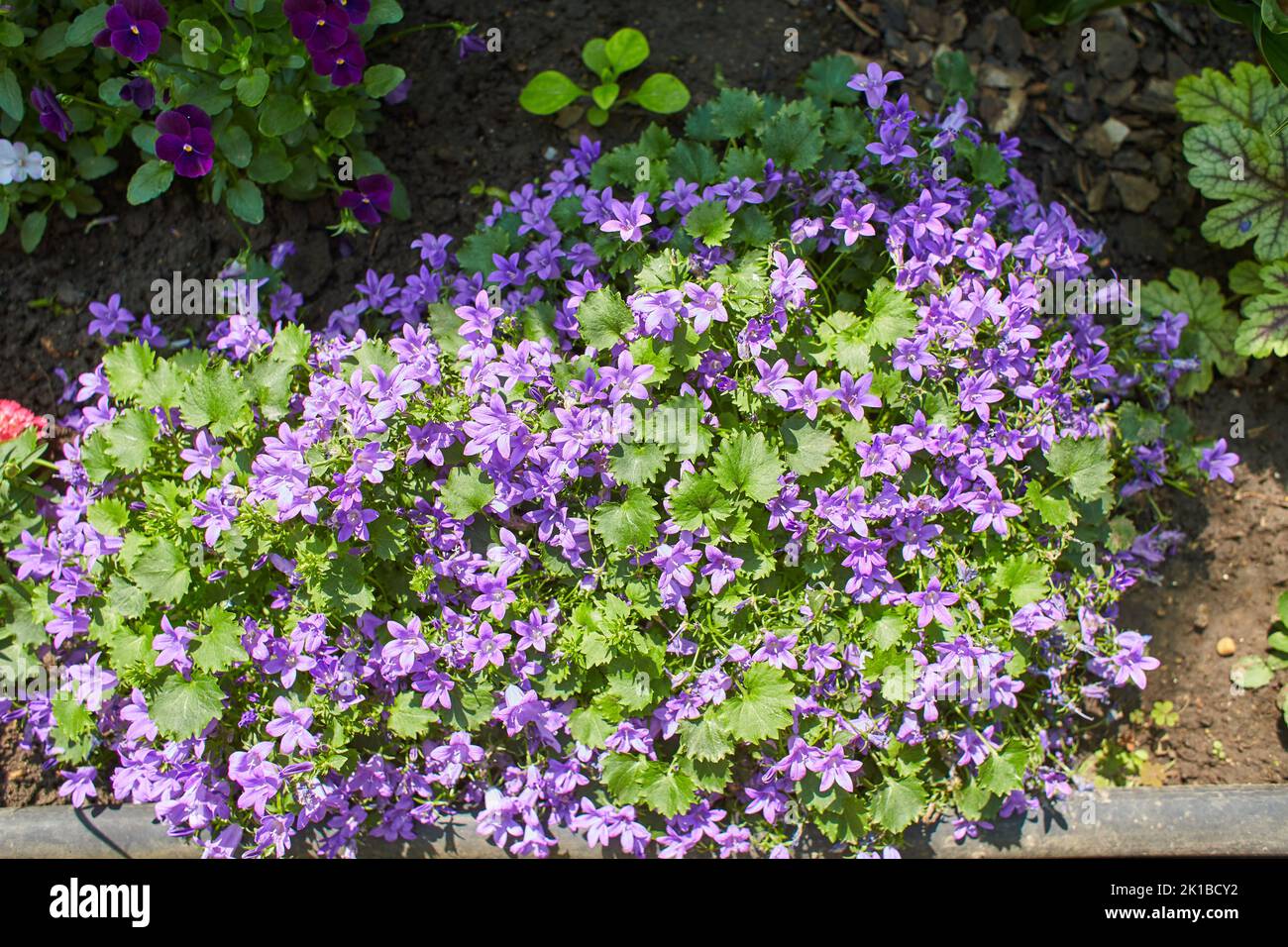 Purple flowers of Dalmatian bellflower or Adria bellflower or Wall ...