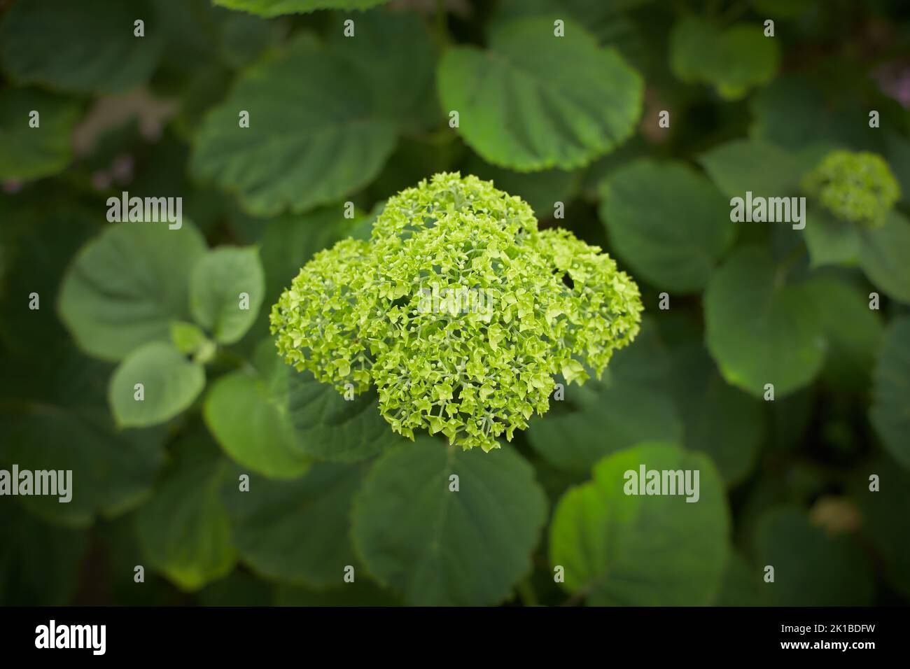 The Hydrangea macrophylla which it bloomed in early summer, and has ...