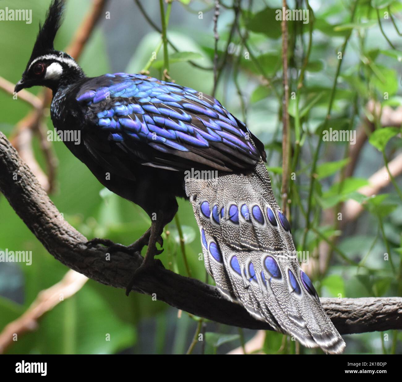 Pretty colored peacock pheasant standing on a tree branch Stock Photo ...