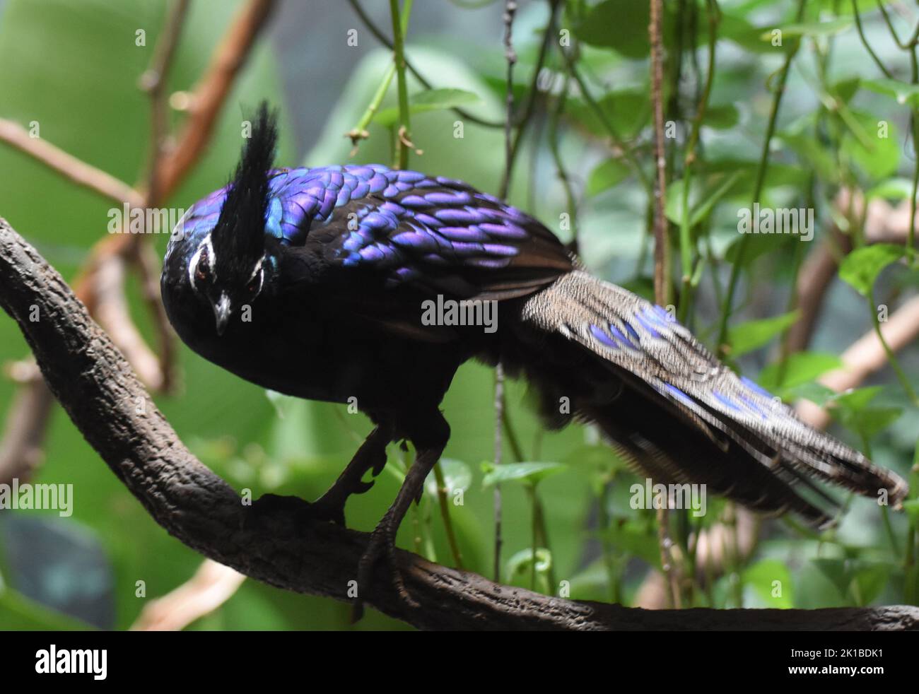 Pretty wild peacock pheasant with black and blue feathers Stock Photo ...