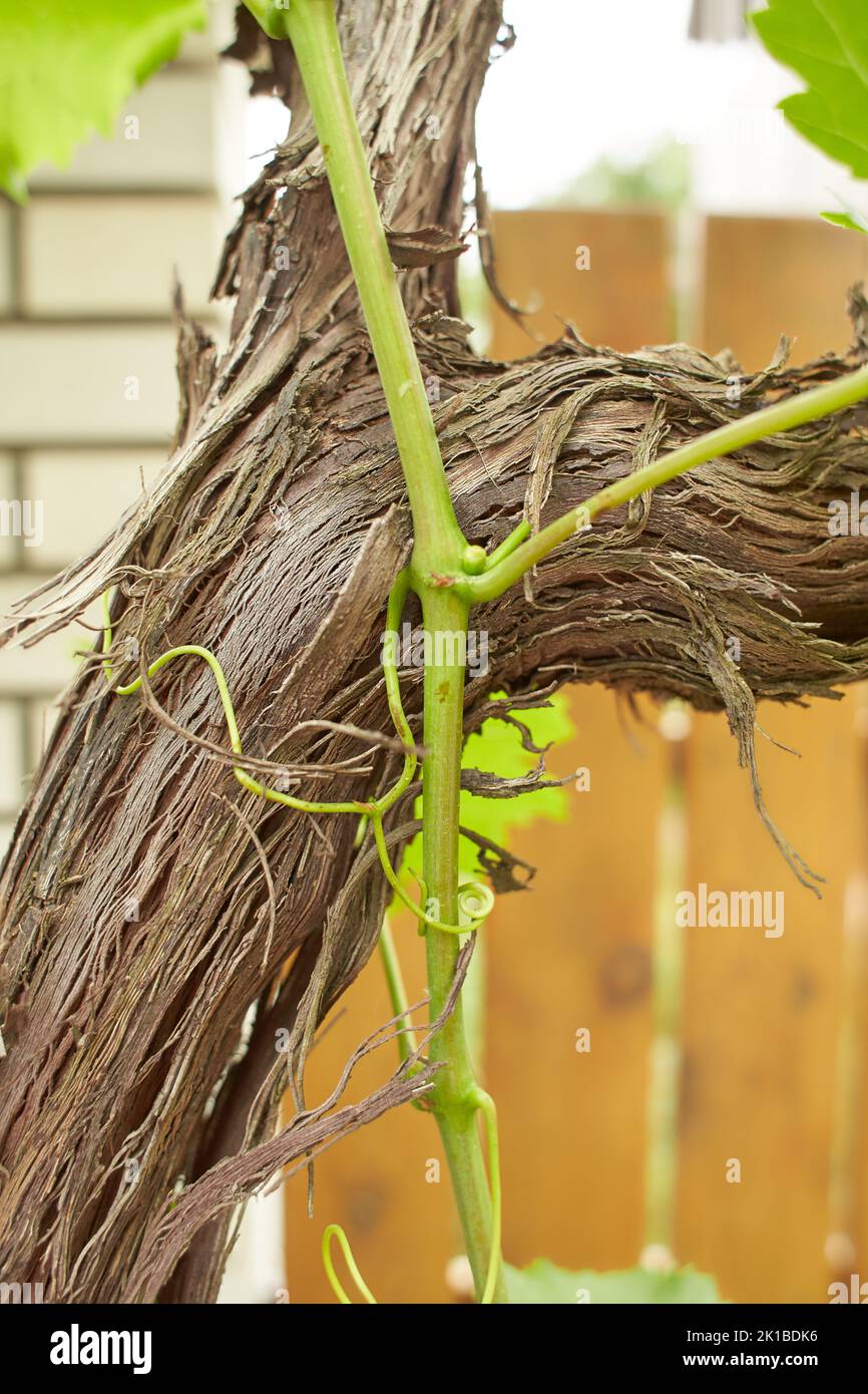 Grapevine with baby grapes and flowers - flowering of the vine with ...