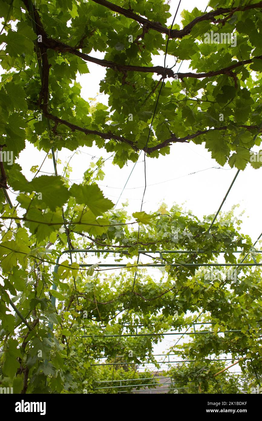 Grapevine with baby grapes and flowers - flowering of the vine with ...