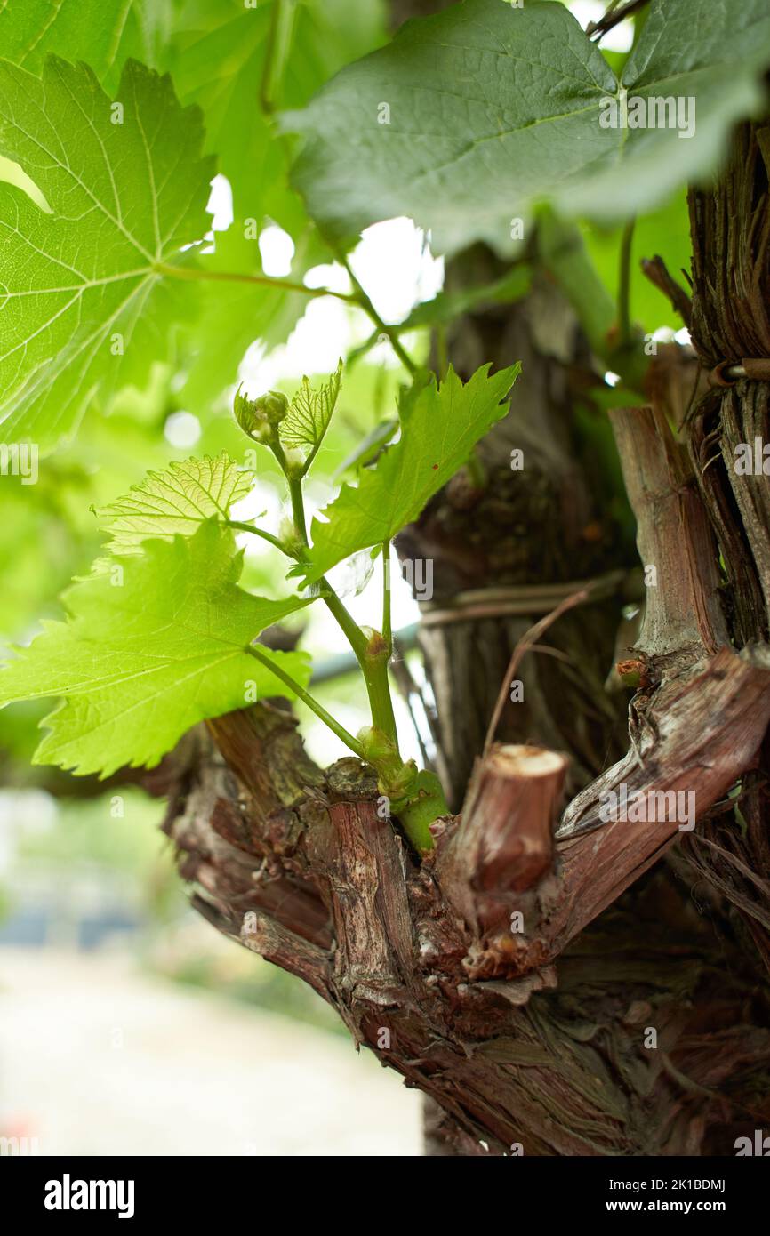 Grapevine with baby grapes and flowers - flowering of the vine with ...