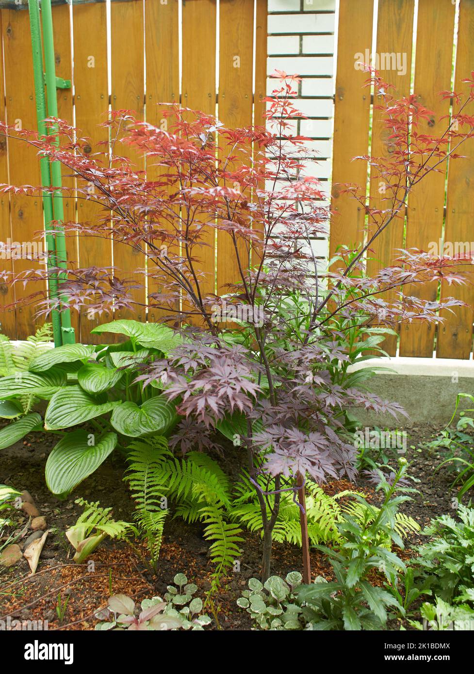 Bush of Japanese maple (Acer palmatum Osakazuki). Close up of red maple ...