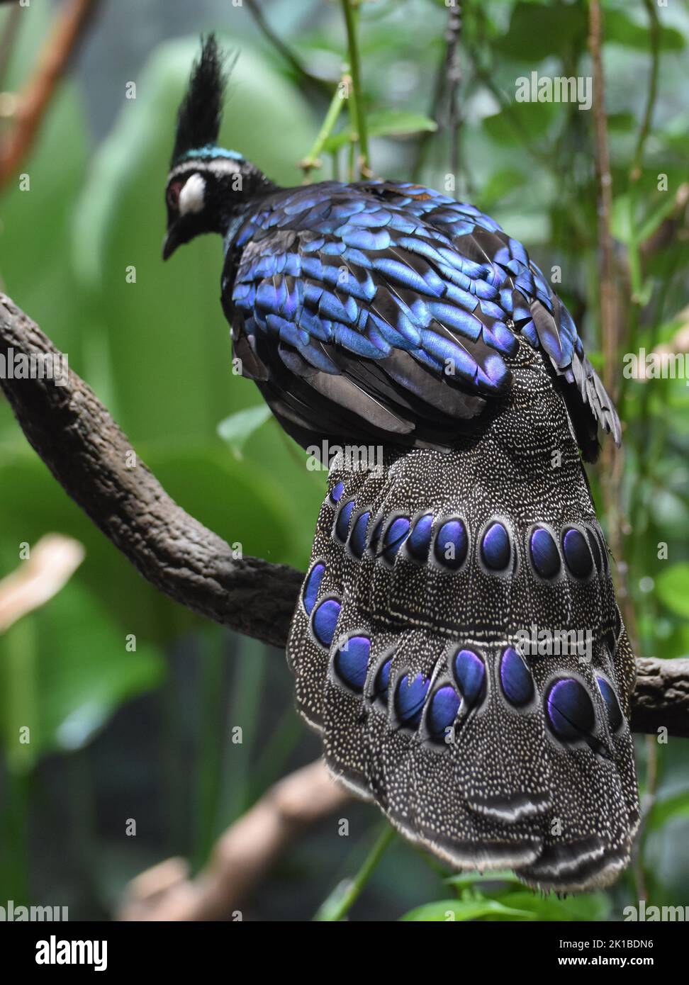 Cute peacock pheasant sitting on a tree branch Stock Photo - Alamy