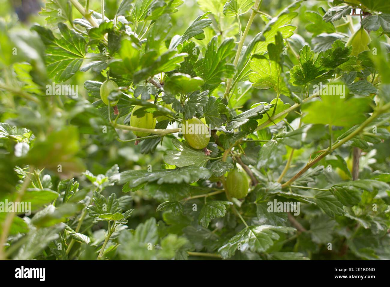 Gooseberry bush in the garden, the fruit of the berries grow on a ...