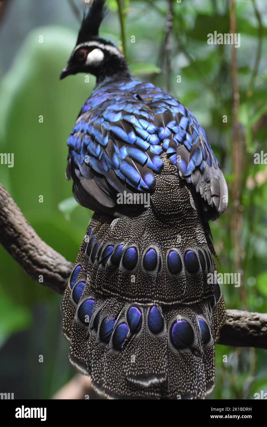 Beautiful black and blue feathers on a wild pheasant bird Stock Photo ...