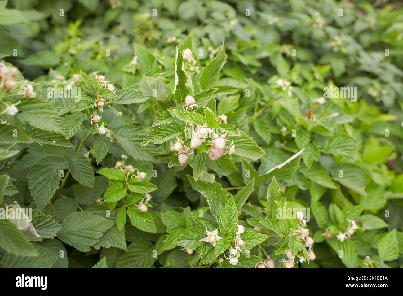 Branch of ripe raspberries in garden. Red sweet berries growing on ...