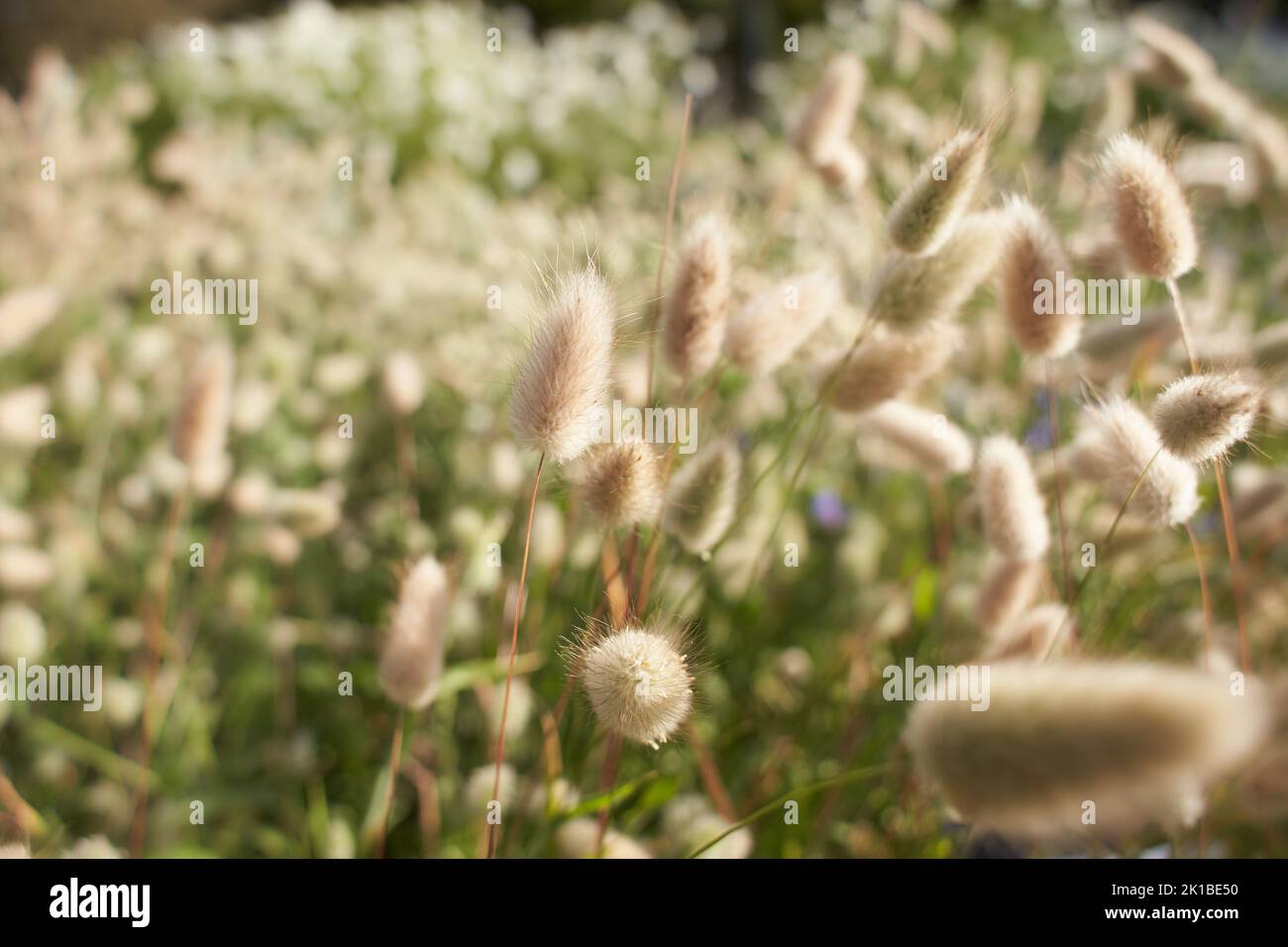 Closeup view of beautiful fluffy Hare's tail grass blooming flowers ...