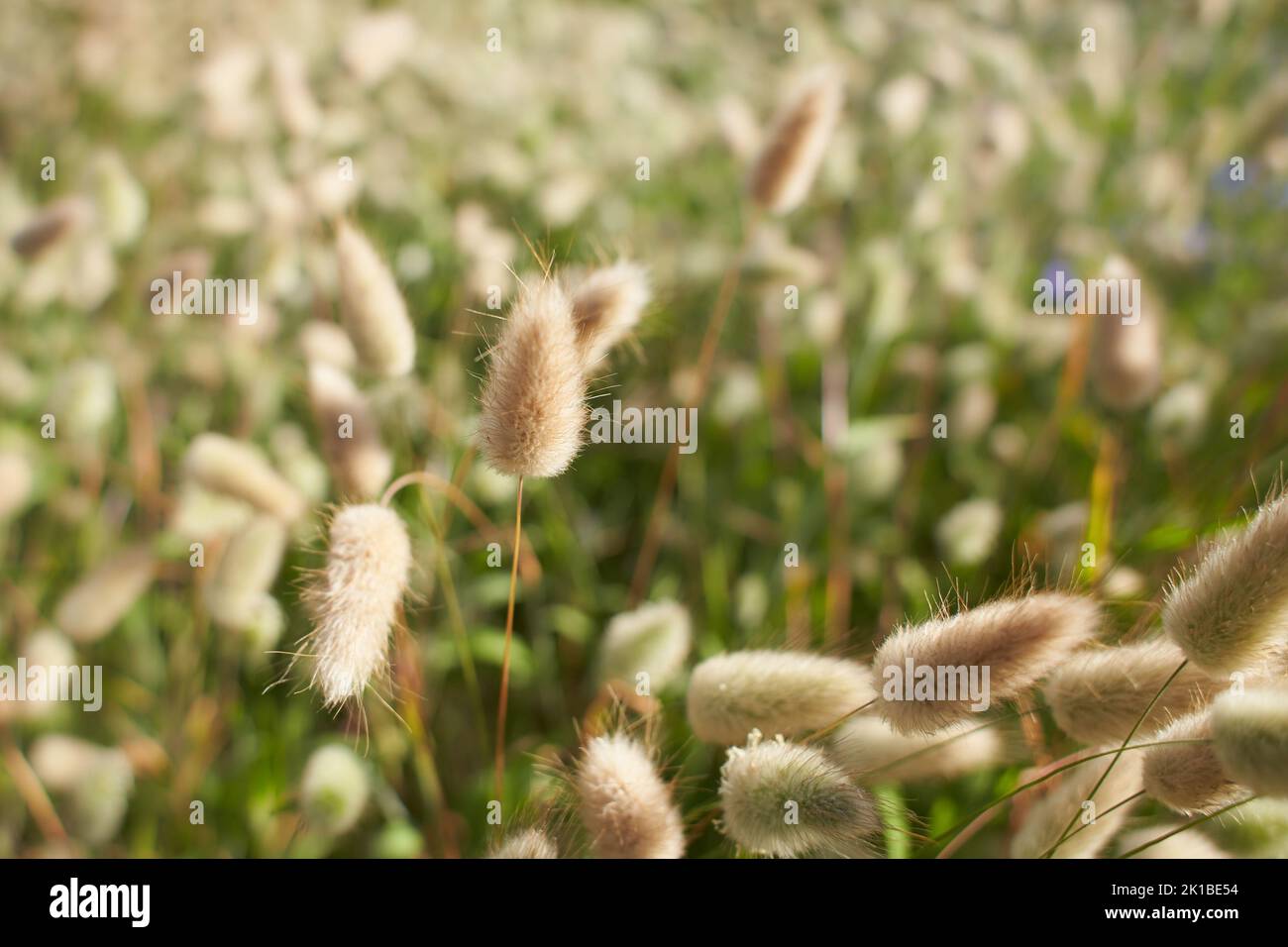 Panicle inflorescence hi-res stock photography and images - Alamy