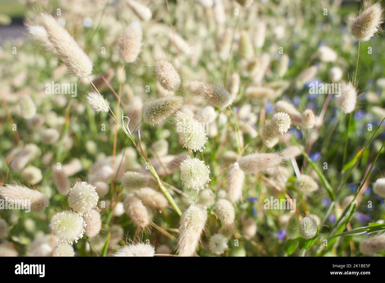 Closeup view of beautiful fluffy Hare's tail grass blooming flowers ...