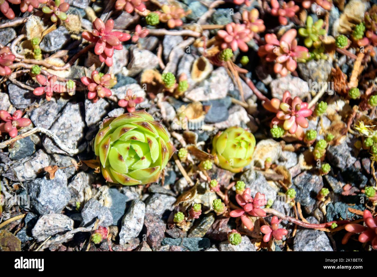 Rose cactus hi-res stock photography and images - Alamy