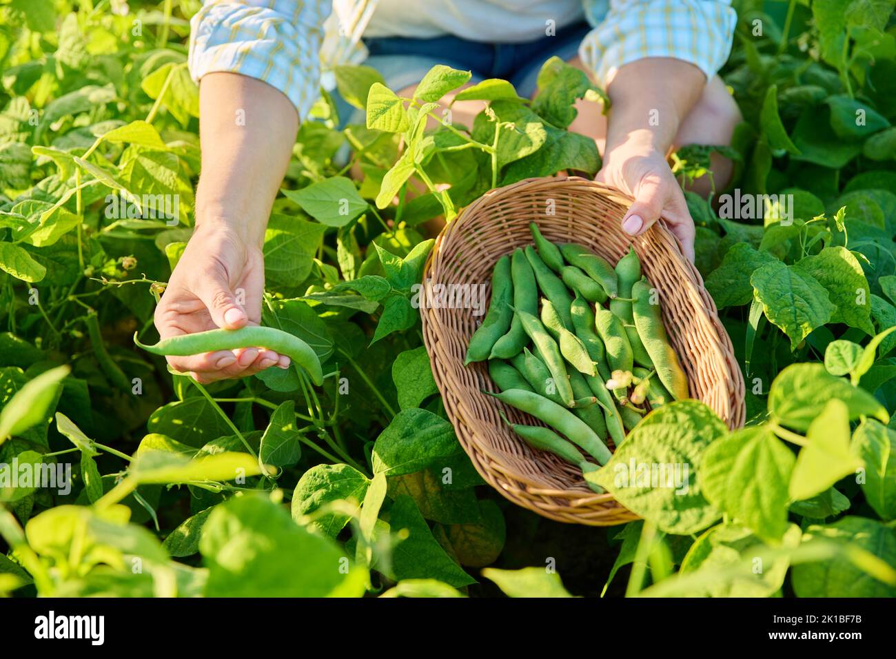 Woman picking green beans in the summer garden Stock Photo - Alamy
