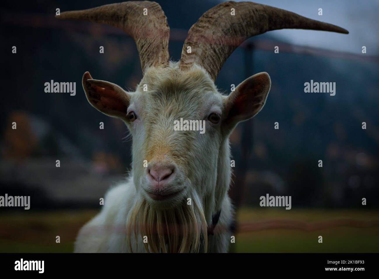 A closeup of a mountain goat on a blurry background Stock Photo - Alamy