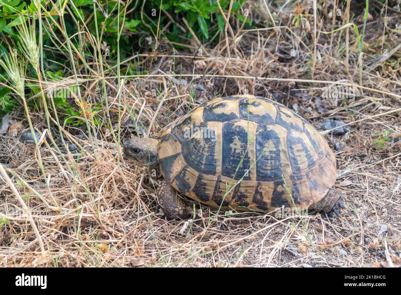 Hermann's tortoise (Testudo hermanni) on the grass. Hermann's tortoises ...