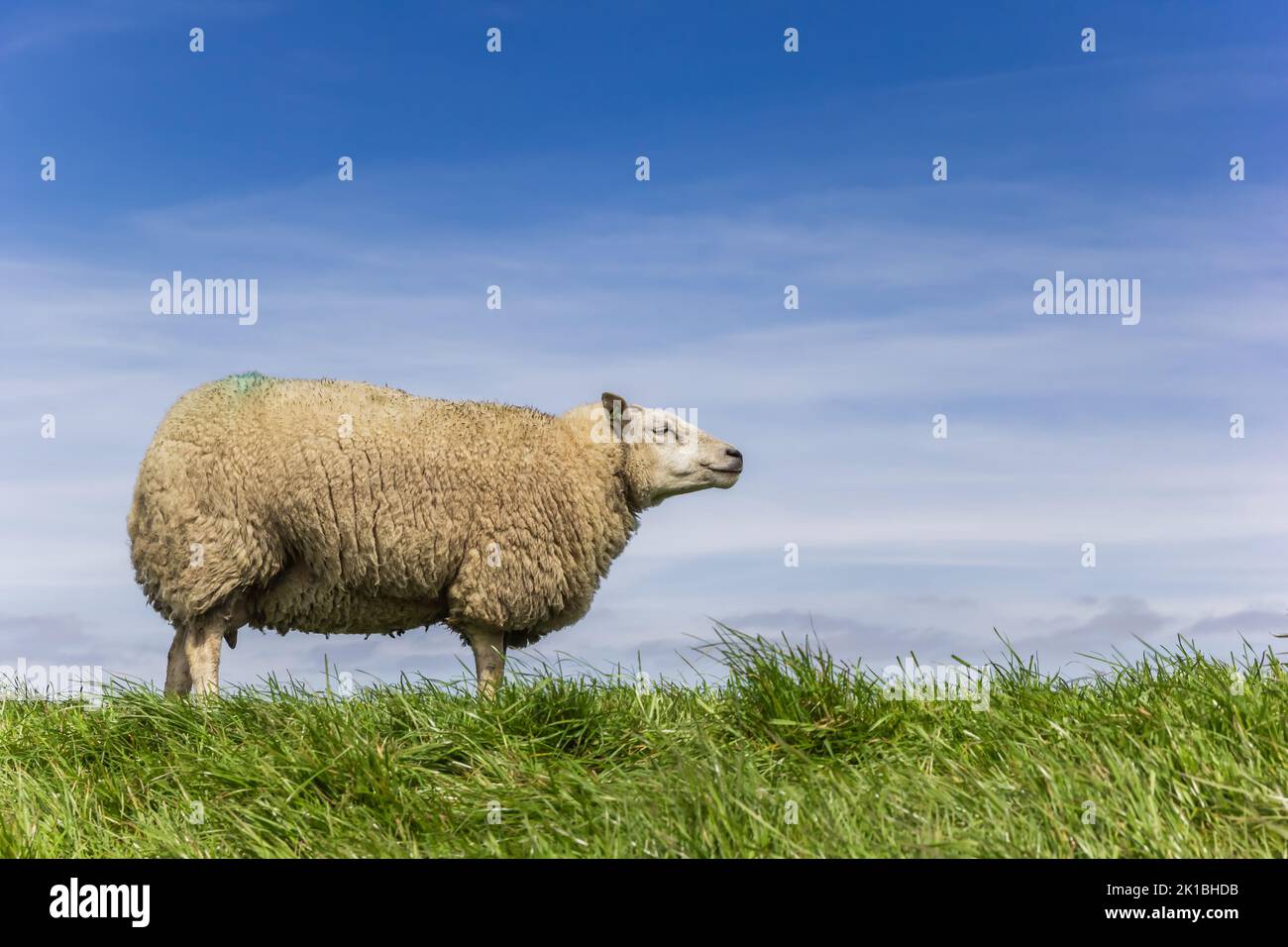 White sheep standing on top of a dike in Friesland, Netherlands Stock ...