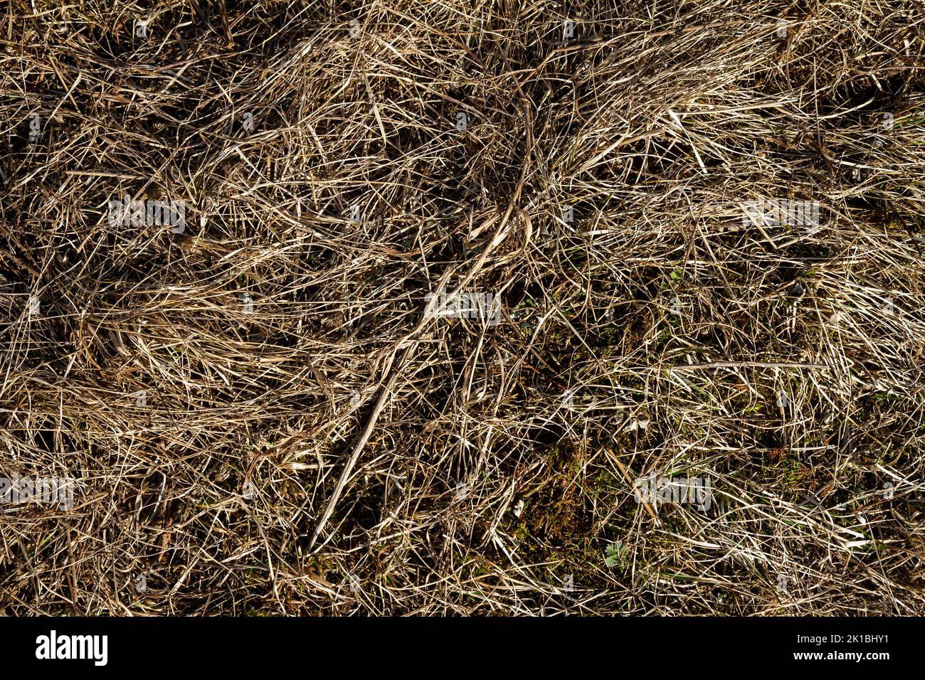 Closeup of old aged dry grass straw texture background. Macro of a ...