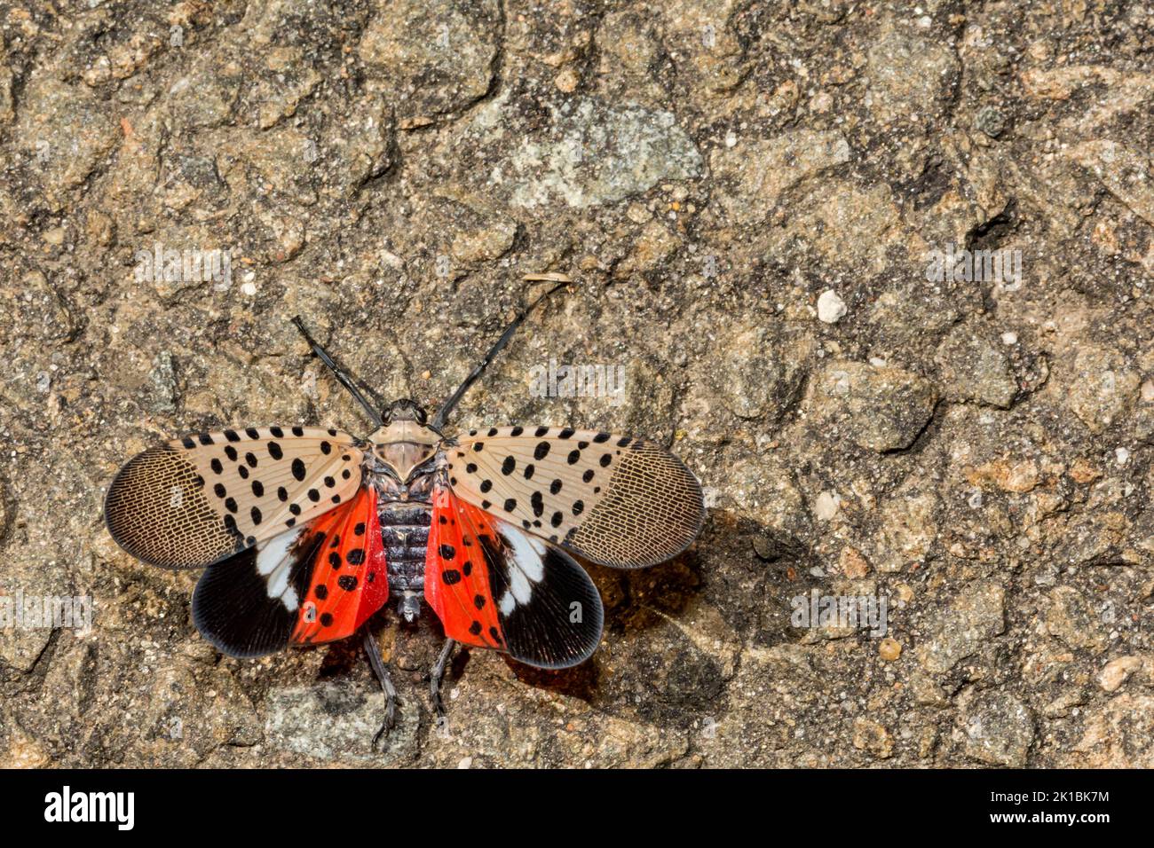Spotted Lantern Fly - Lycorma delicatula Stock Photo - Alamy