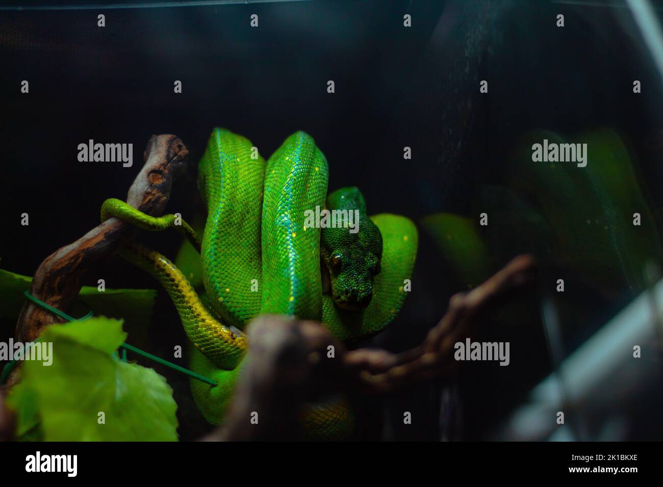 A macro of a green tree python in the jungle Stock Photo - Alamy