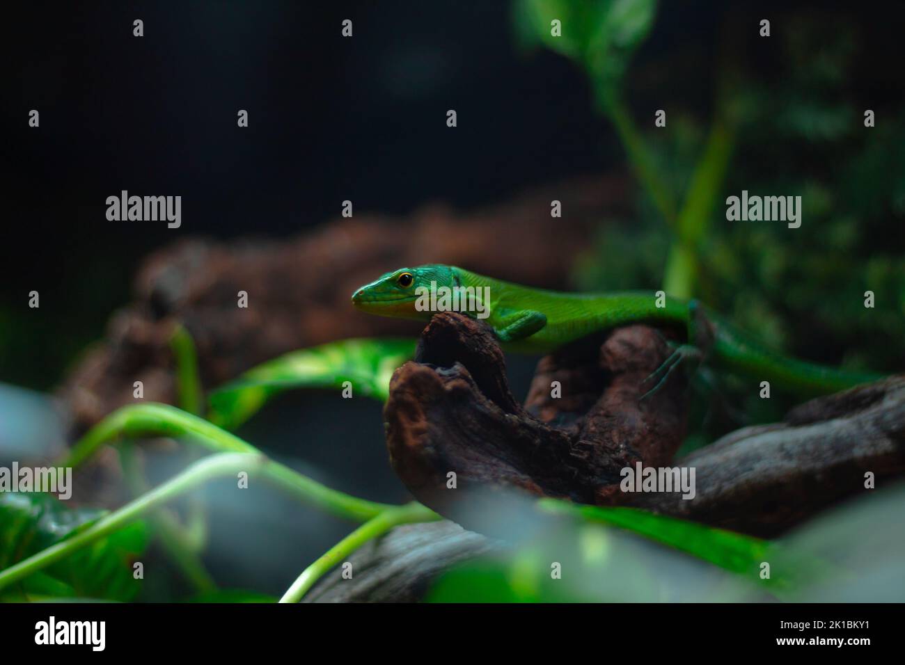 Allisons anole hi-res stock photography and images - Alamy
