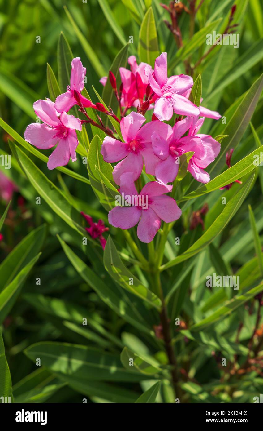 Pink flowering shrub in Santa Catarina Park, Funchal, Madeira, Portugal ...