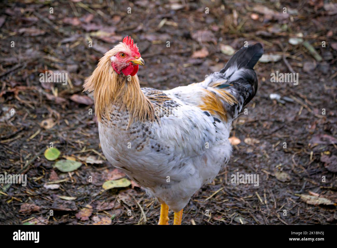 A young cockerel with colorful feathers walks on a farm in the village ...