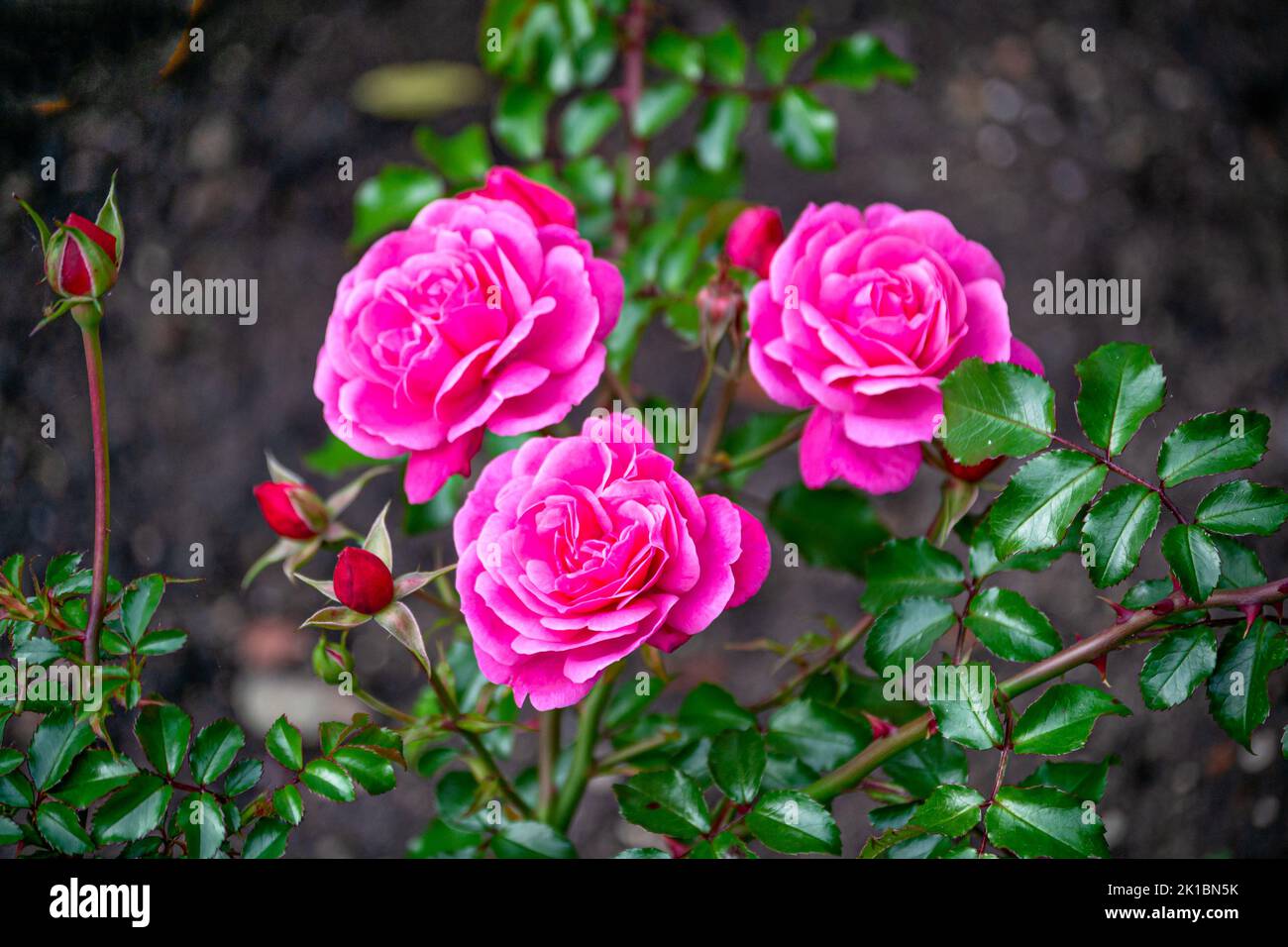 Three bright pink roses, upright, on stems with green leaves Stock ...