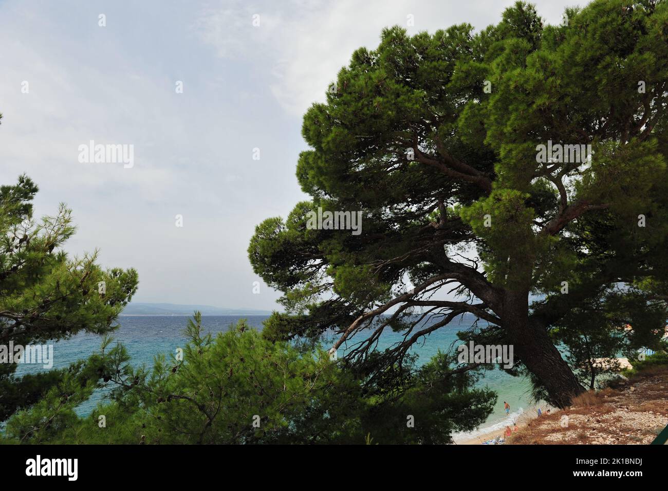 Big beautiful aleppo pine tree overlooking the Adriatic ocean in Brela ...