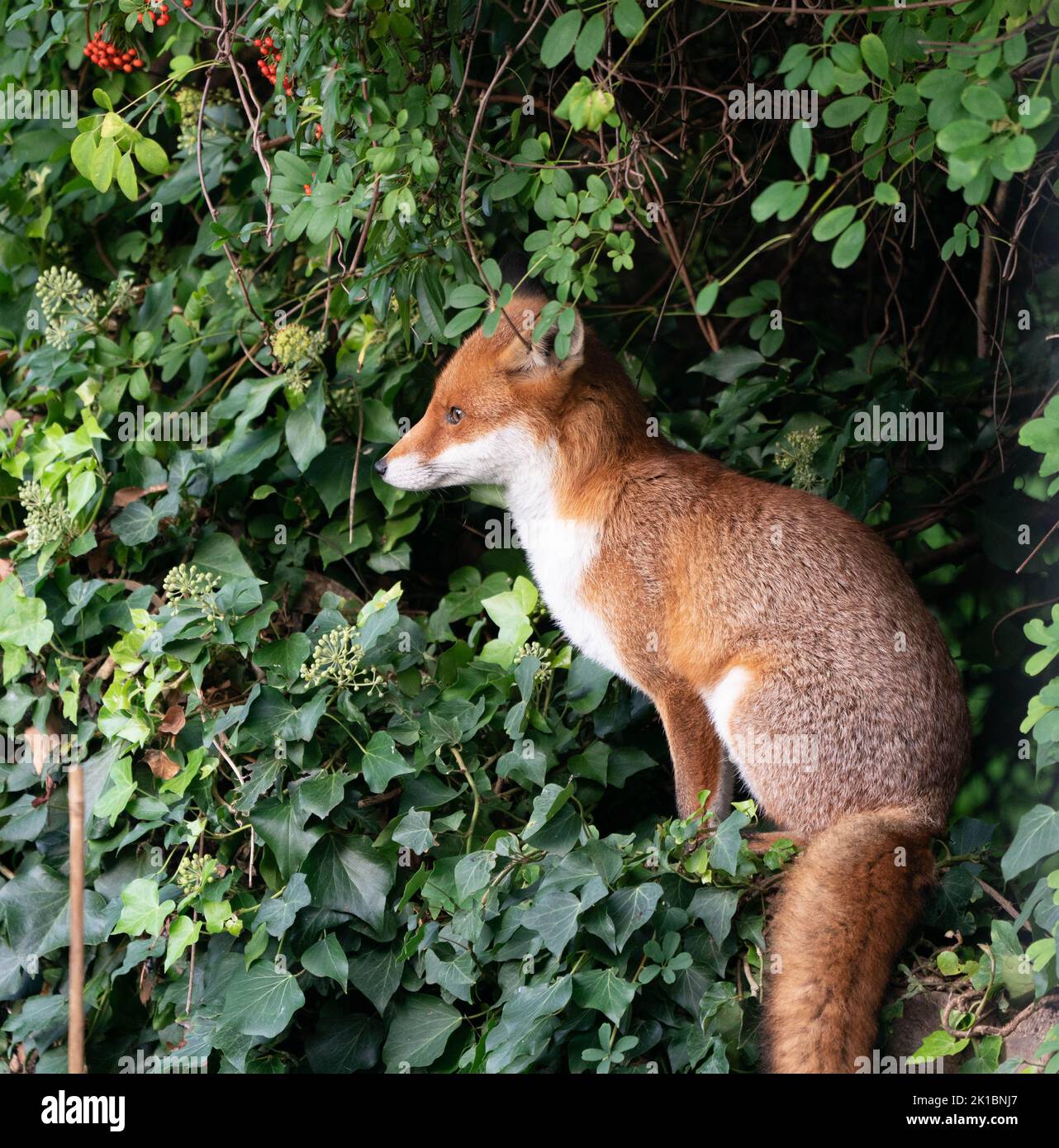 Bushy ail hi-res stock photography and images - Alamy