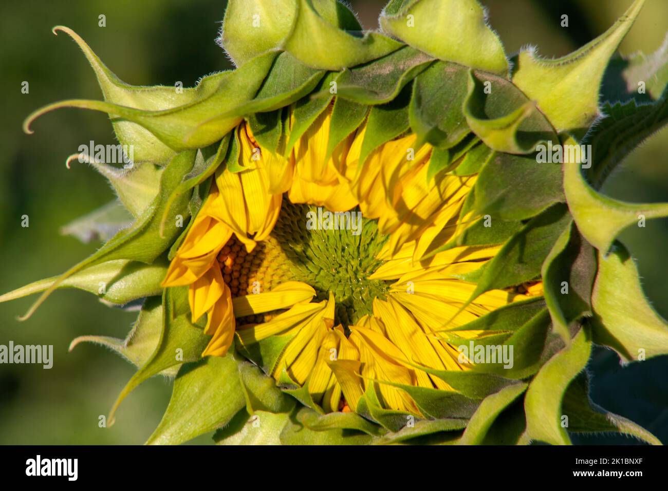 Sunflower half flower hi-res stock photography and images - Alamy